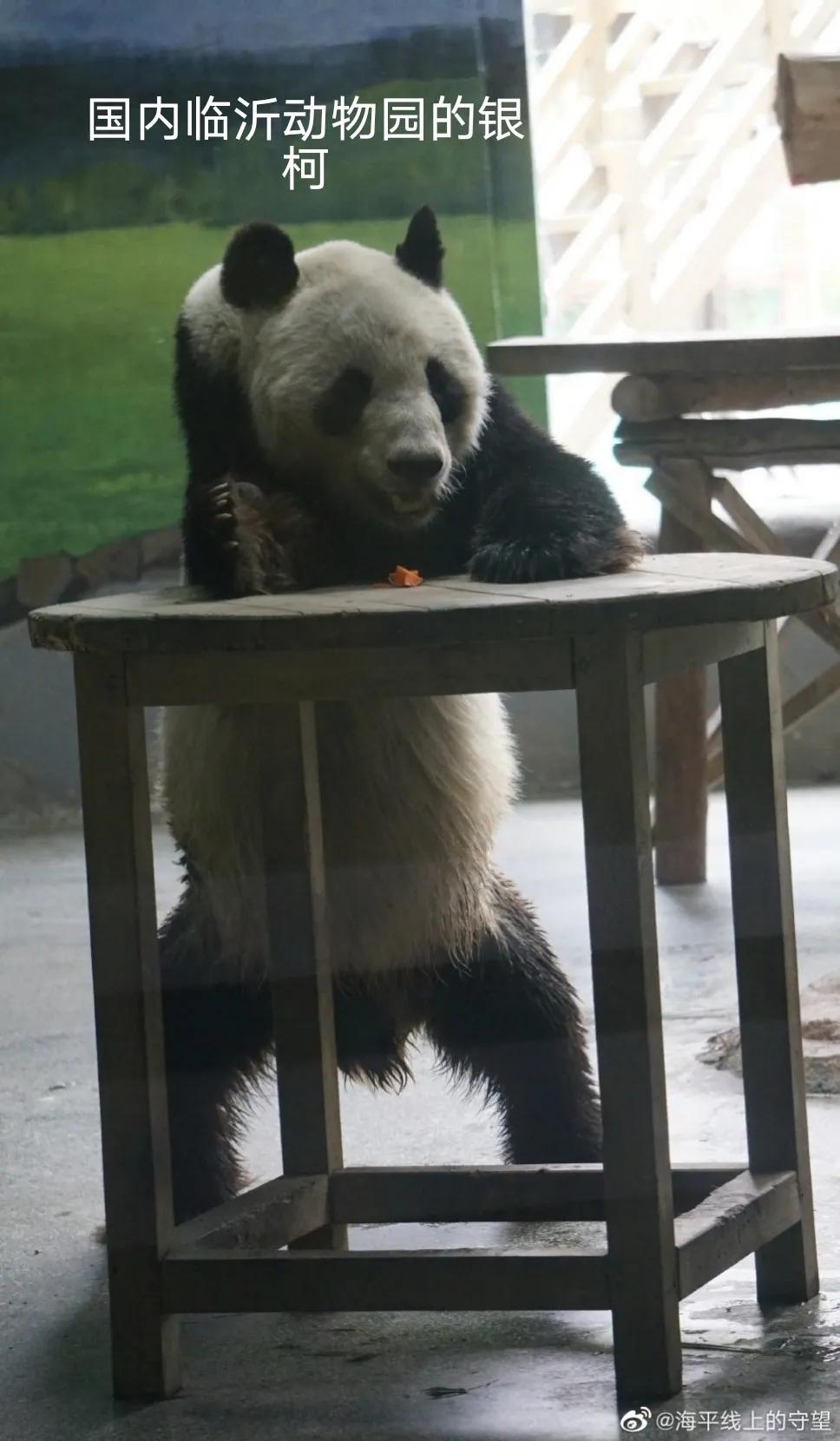 Another panda hero has fallen—in memory of Lin Hui! - iNEWS