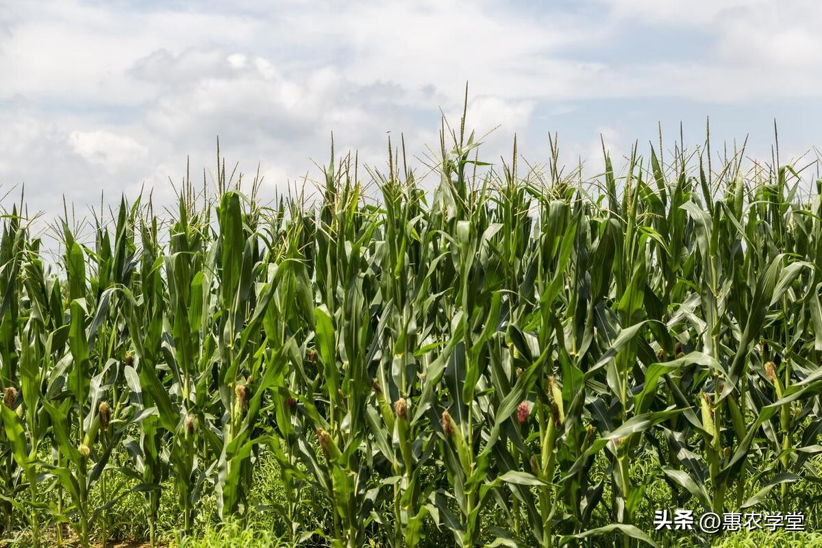 Interplanting winter melon in corn field, planting technology for ...