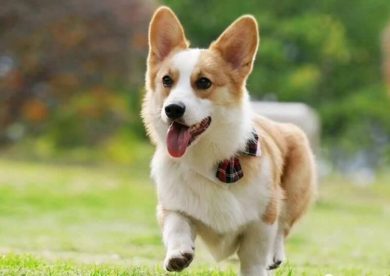 The once popular corgis, why are there fewer and fewer people now ...