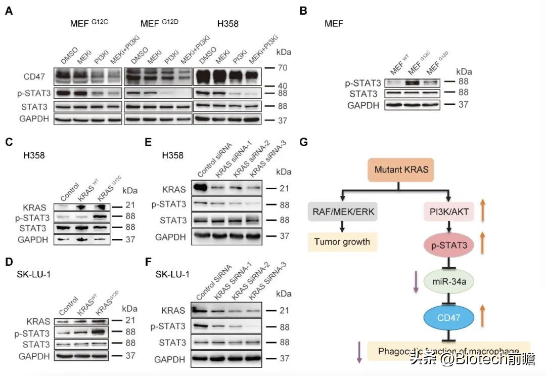 CLDN18.2 monoclonal antibody approved, summarizing the progress of ADC ...