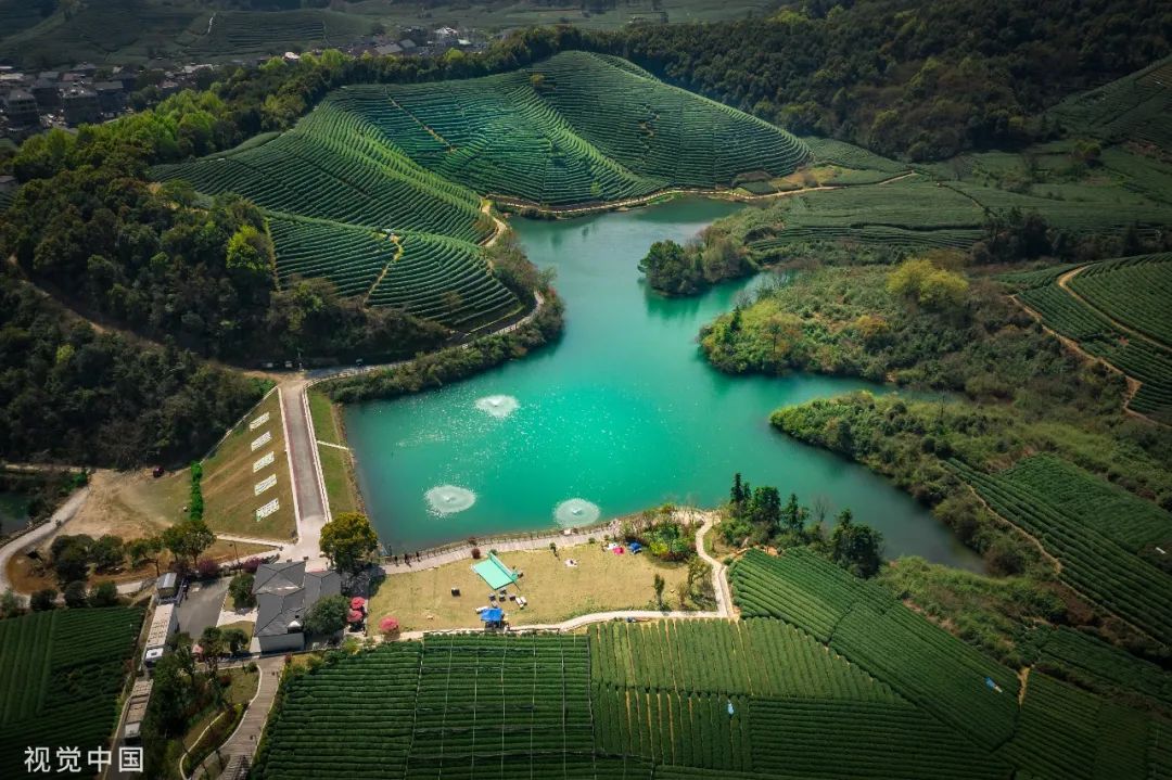 Tea picking season is here! I want to go to Hangzhou Longwu, soak in ...