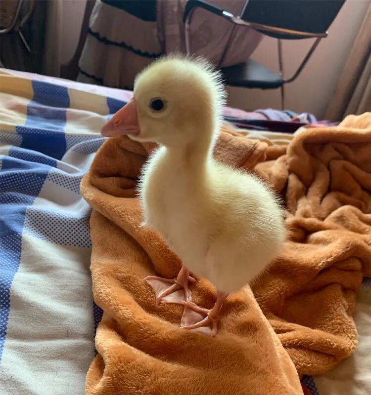 Why is Wang Sicong's pet duck so expensive?Why don't ordinary people ...