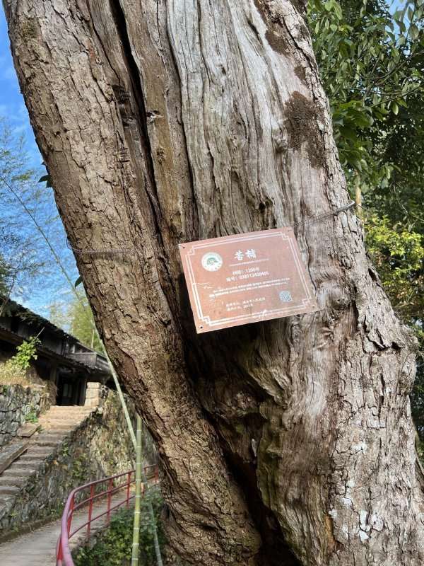 The millennium bitter oak tree in Fangzhuang was "sick", what did the ...