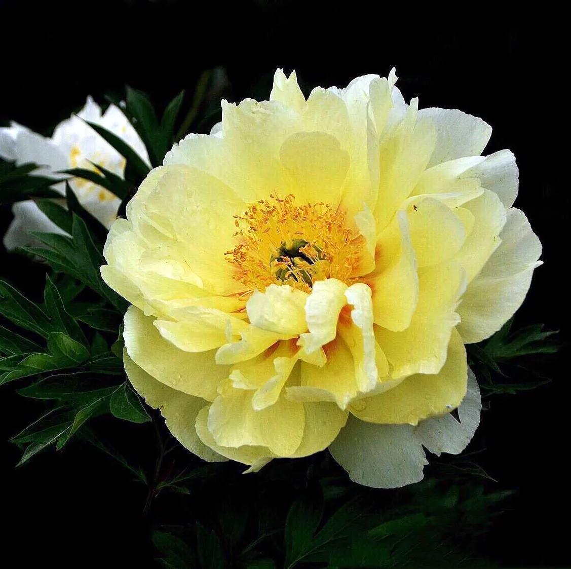 Dian peony - a rare and ancient group of Chinese peonies - iNEWS