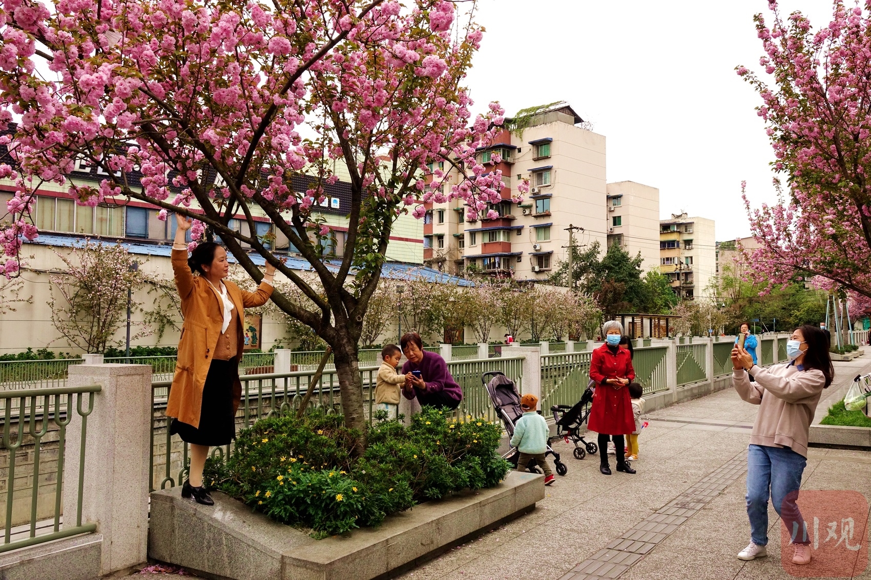 Cherry blossoms bloom on the streets of Chengdu - iNEWS