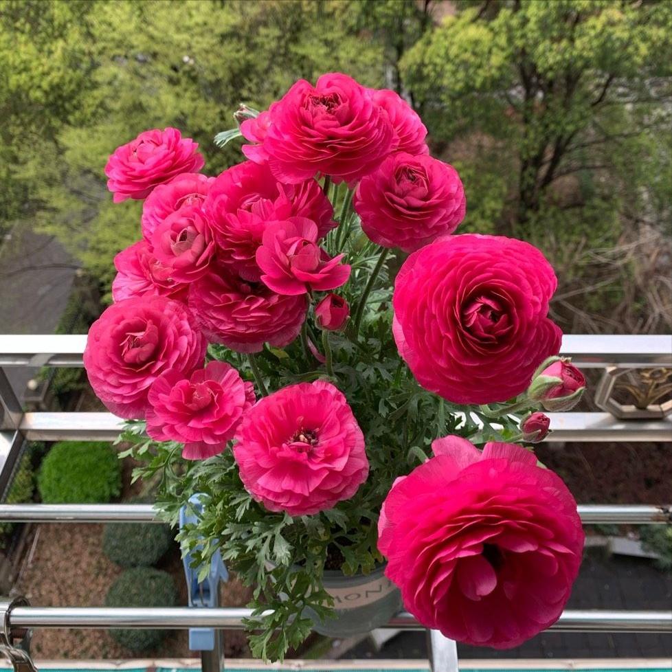 5 kinds of "prosperous wealth flowers", can live for a hundred years ...