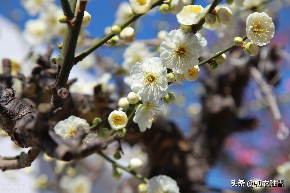 Five beautiful poems about plum blossoms and snow in early spring - iMedia