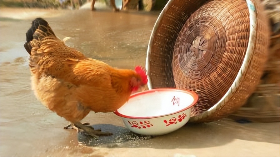 As the saying goes: "Chicken is a millennial worm, if you raise it ...