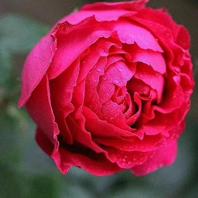 Bright and eye-catching red Lonza gemstone rose - iNEWS