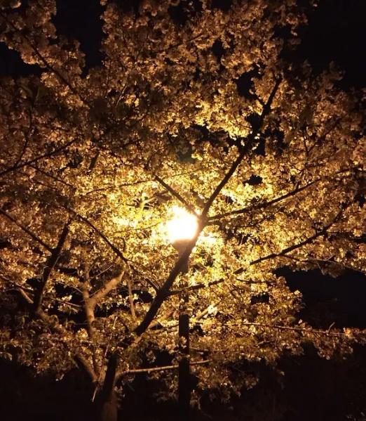 Taking "Serial Dreamer's Insomnia" as an example, a brief discussion on ...