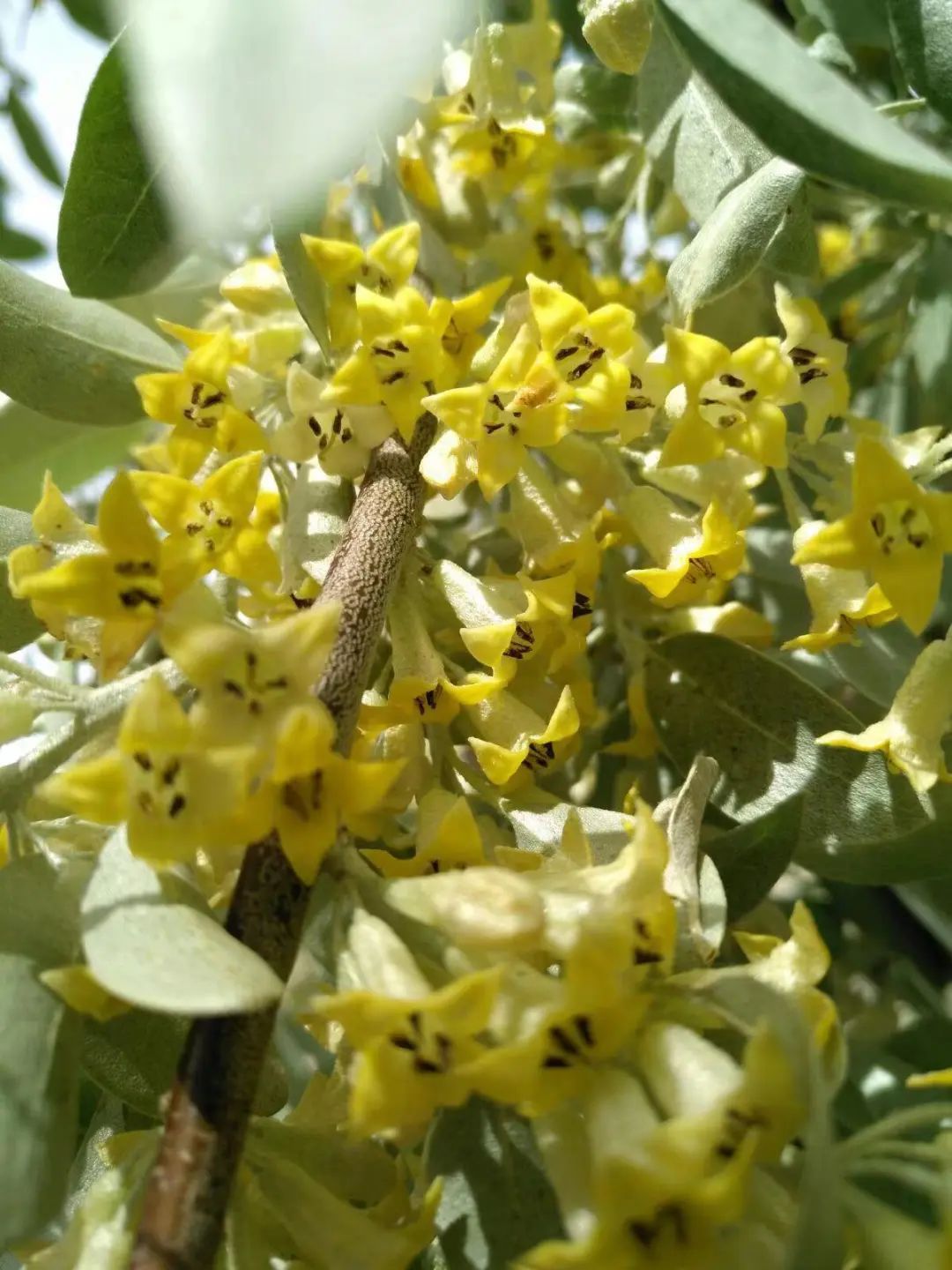 Wang Maofu: Twenty Quatrains of Chanting Flowers - iNEWS