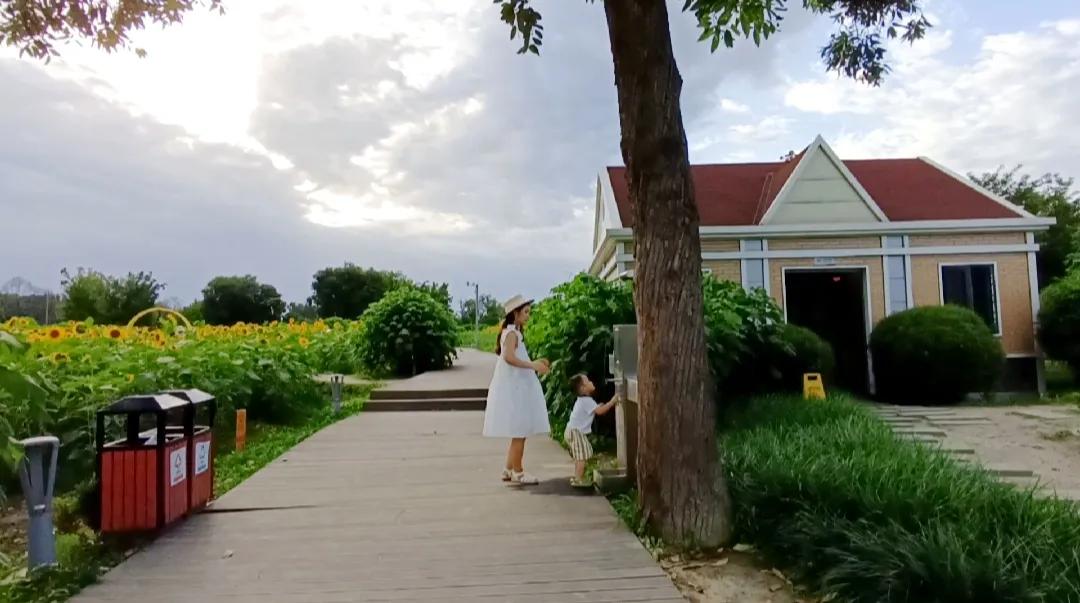The sunflowers in Chengdu Tianfu Furong Garden are blooming ...