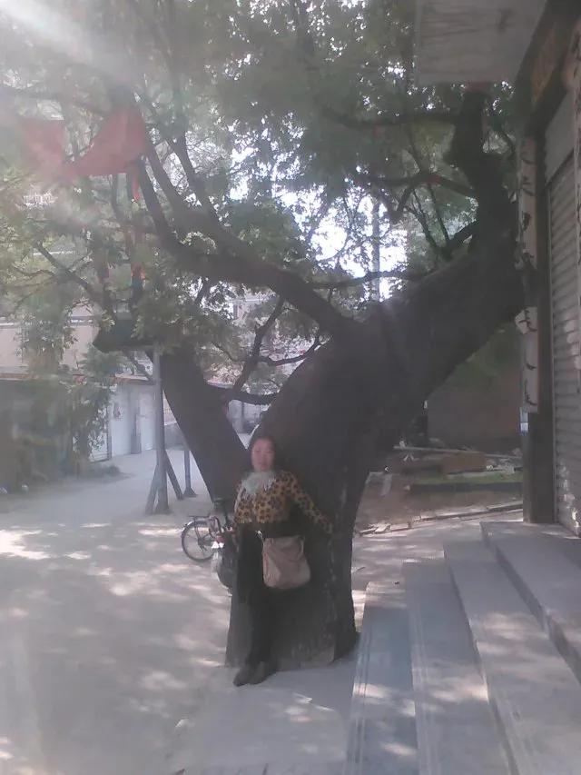 Wuluti Wenchang Street Two Ancient Chinese Trees - iNEWS