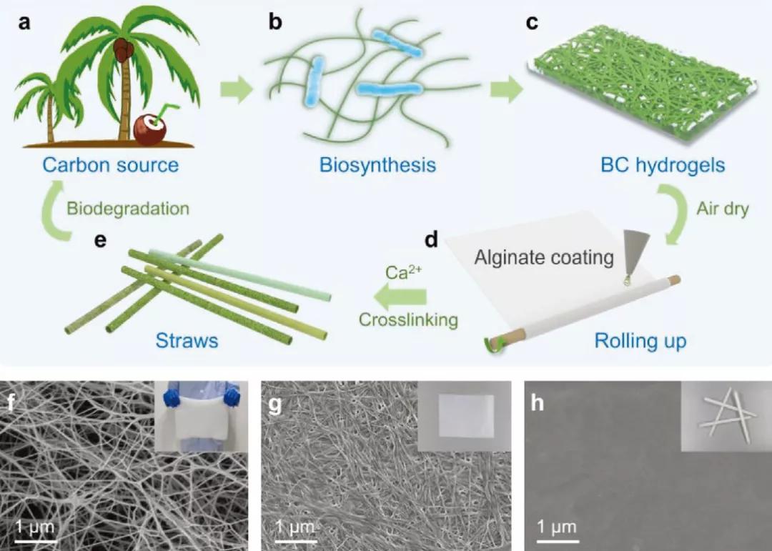 Subvert paper straws!Edible bacterial cellulose straws that are 14 ...