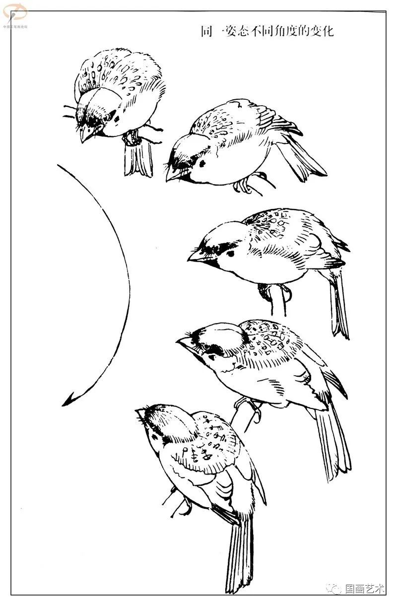Reference for drawing birds - 100 pictures of sparrows - iMedia