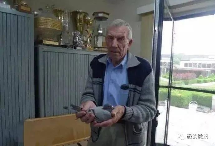 Explore the Meulemans pigeon breed and learn about Meulemans' breeding ...