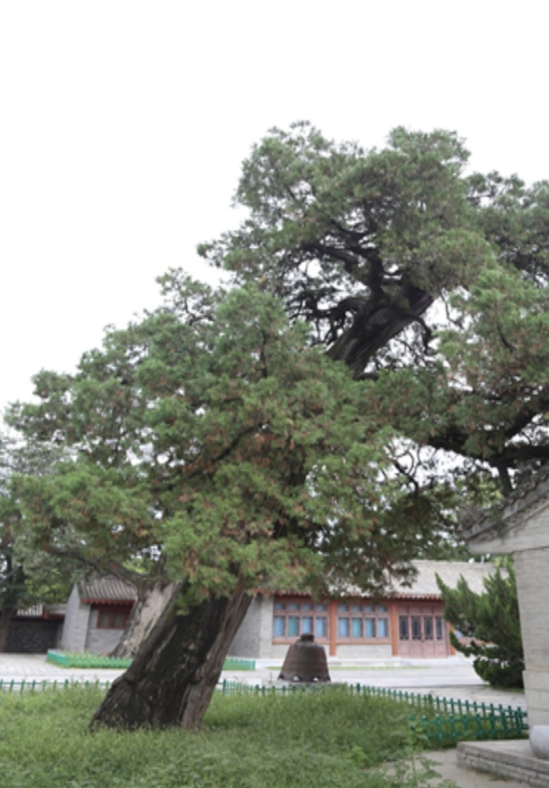 The 5 oldest trees in China, each over 5,000 years old, and all in one ...