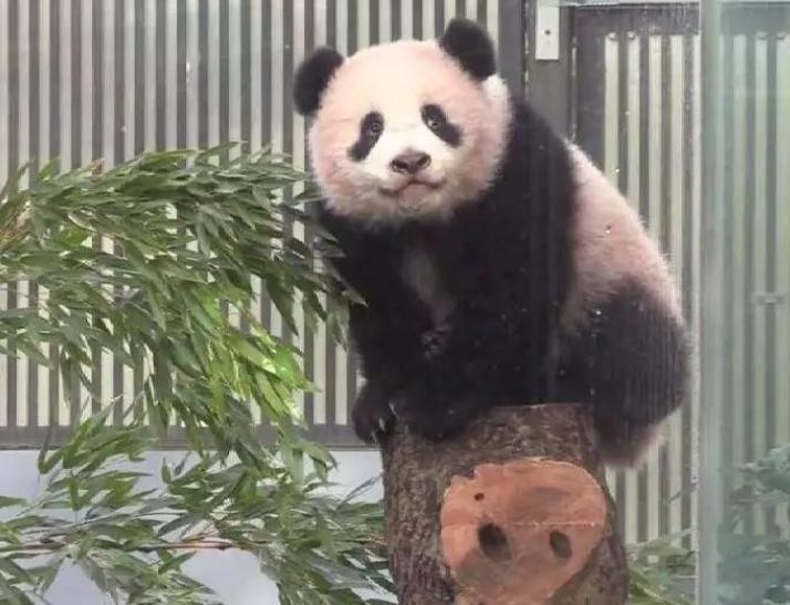 Panda Yaya arrived in Shanghai. The reporter revealed that the bamboo ...
