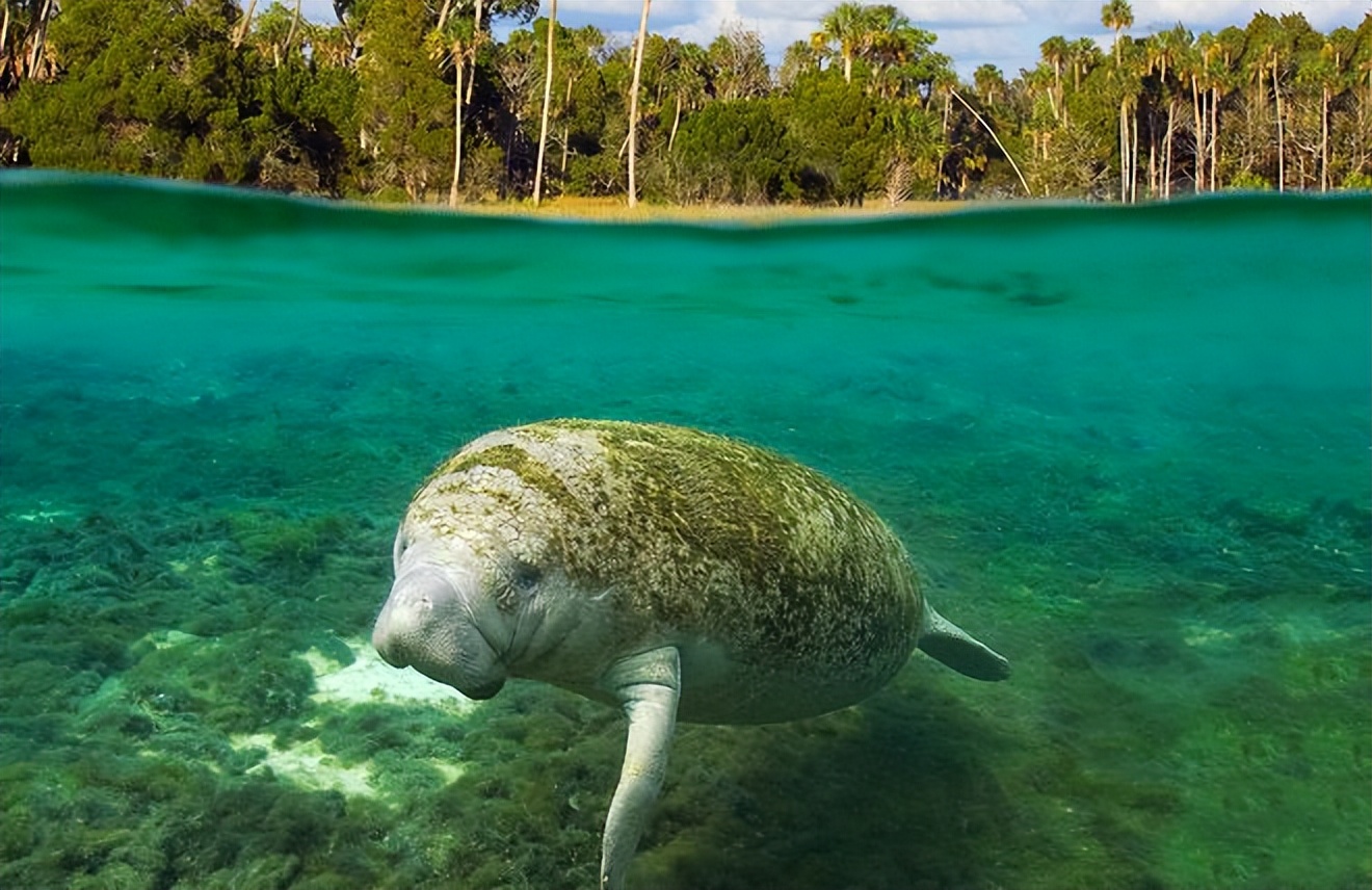 Mermaids only exist in fairy tales? In fact, they are in the ocean ...