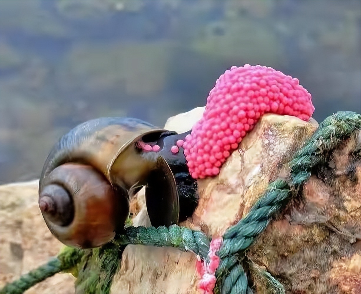 Why did the Fushou snail, which is disliked by the Chinese, become the ...