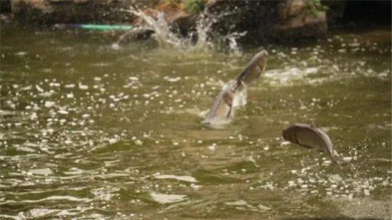 What is the phenomenon of falling fish from the sky (there was a ...