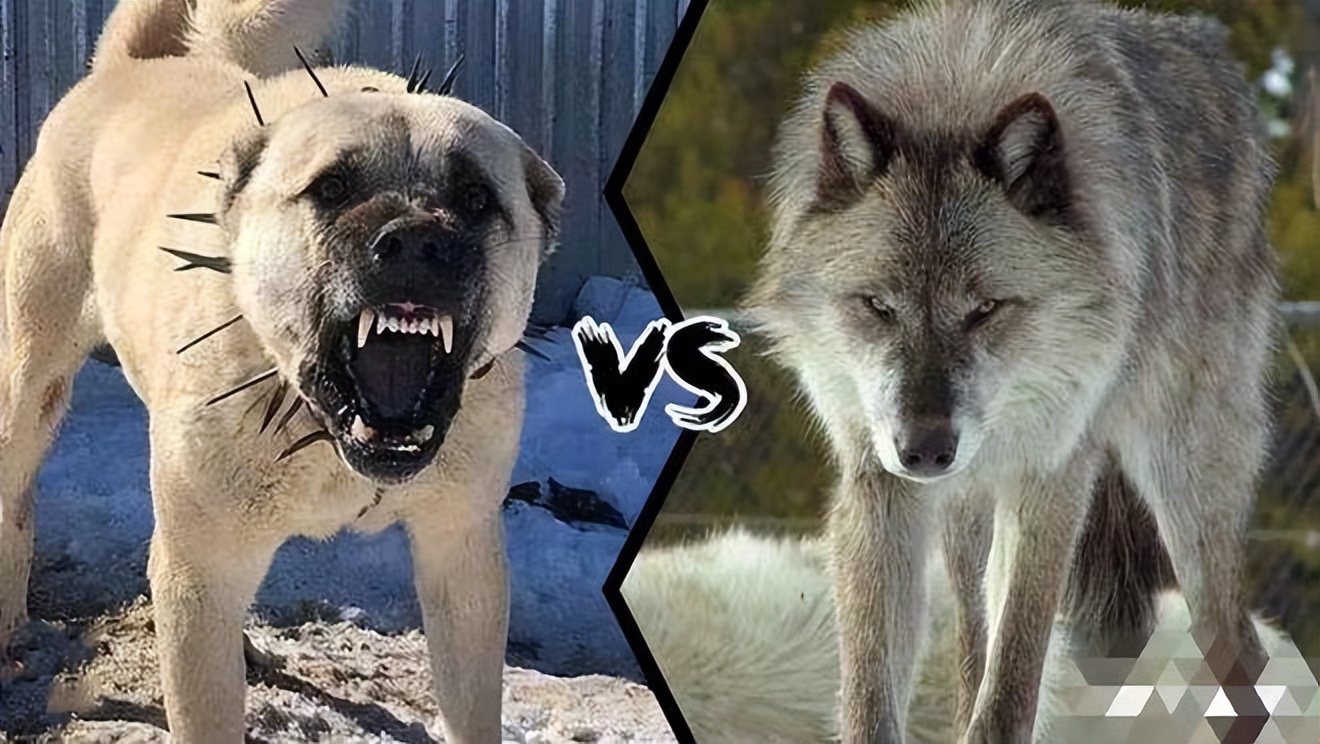 Turkey's national treasure bulldog, the Turkish Cango, is known as the ...