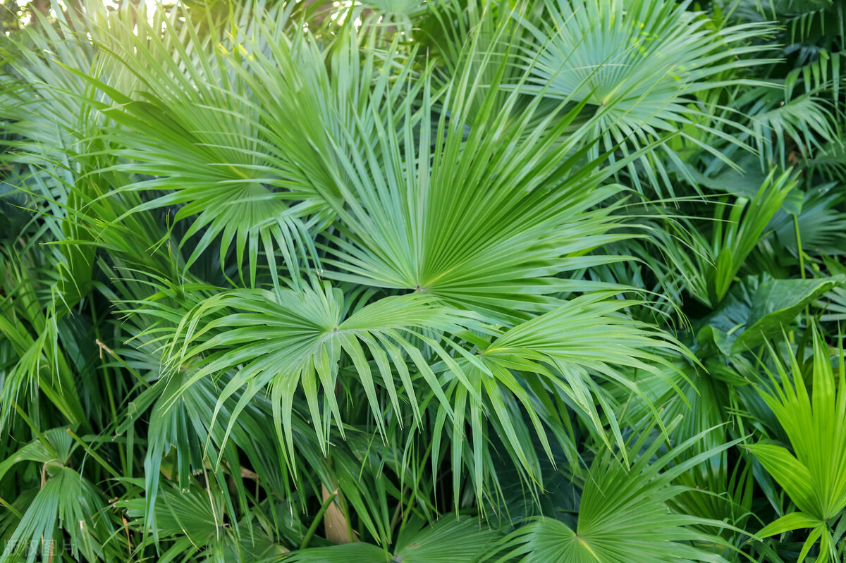 Palmetto (astringent hemostatic) - iNEWS