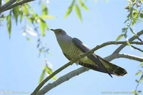 Sauvignon Blanc, recalling the south of the Yangtze River, the cuckoo ...
