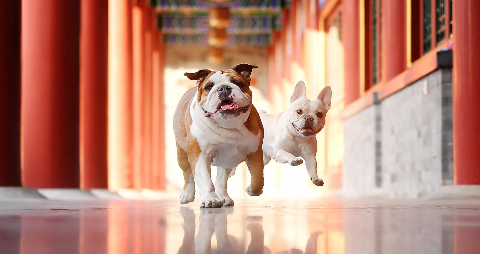 Can't tell the difference between Yingdou and Fadou?Look at these ...