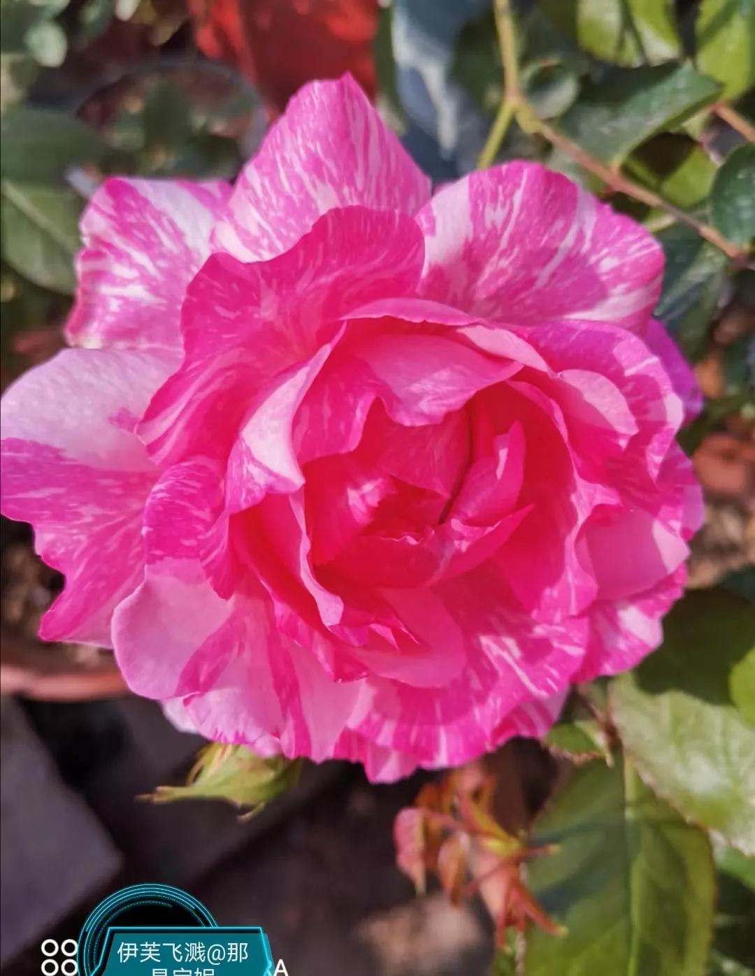 My Favorite Rose Varieties Over the Years - iNEWS