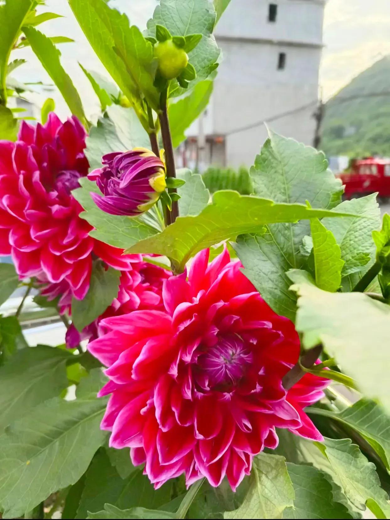 "Hundred Flowers Collection" (732) - iMedia