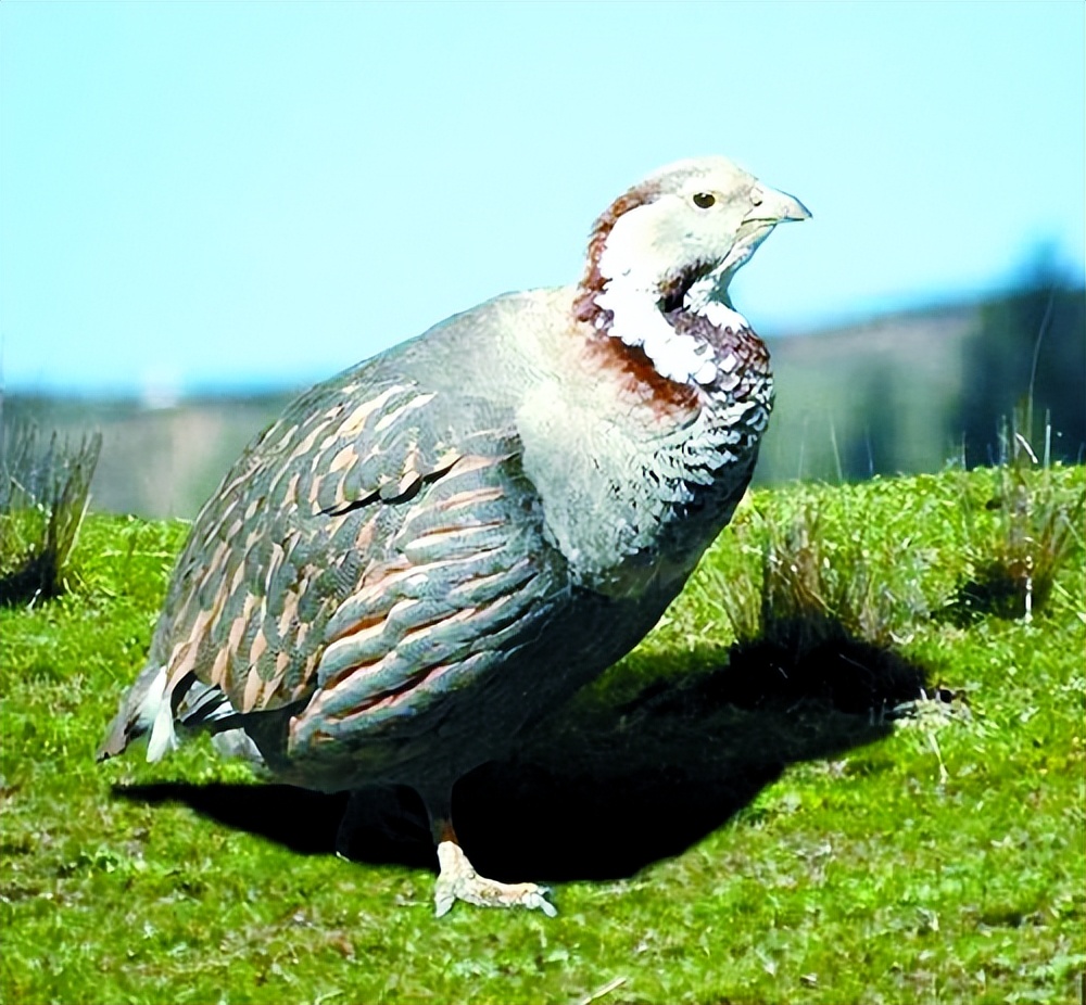 Three kinds of chickens in the snow in Xinjiang are all treasures and ...