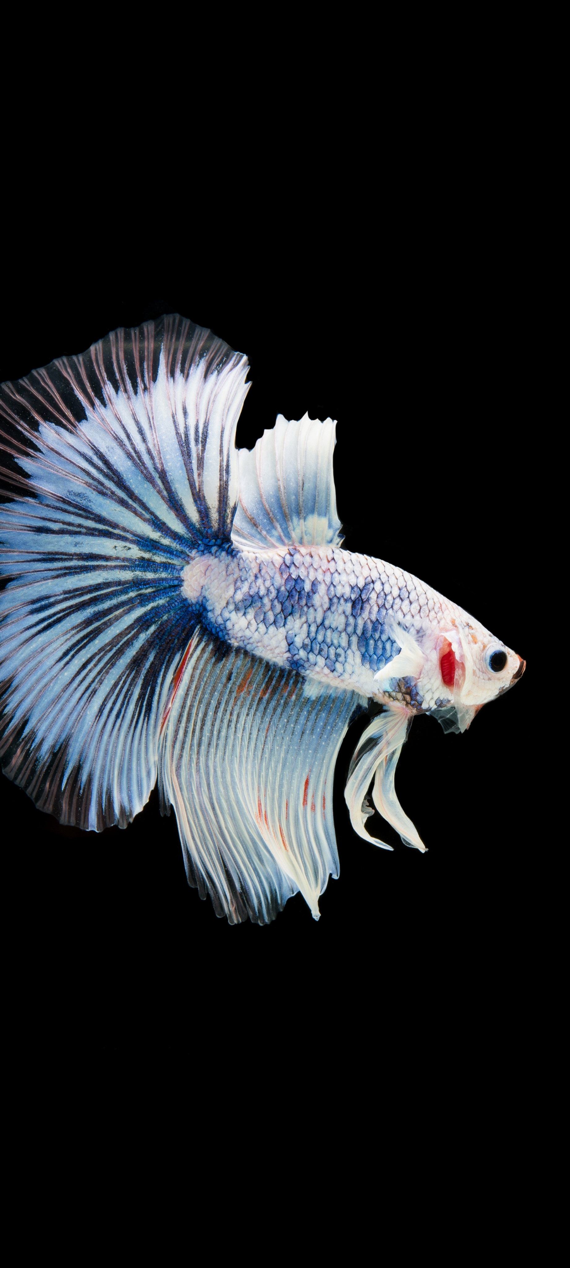 Classic Wallpaper: Thai Betta Classic Series Wallpaper - iNEWS