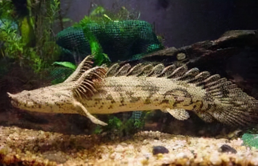 The most beautiful dinosaur fish in the world, a living fossil in the ...