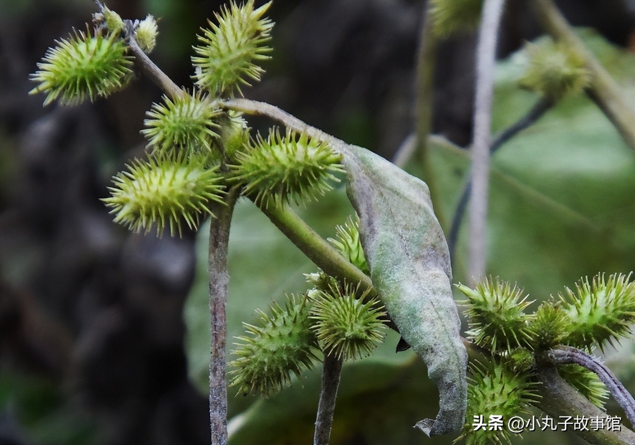 Exploring the biological characteristics and ecological applications of ...