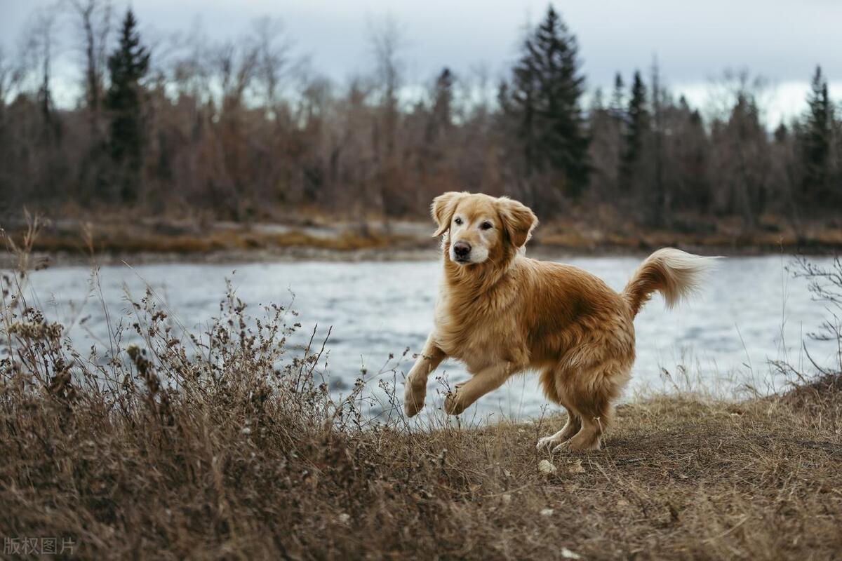 10 Tips for Golden Retriever Training Do You Know? - iNEWS