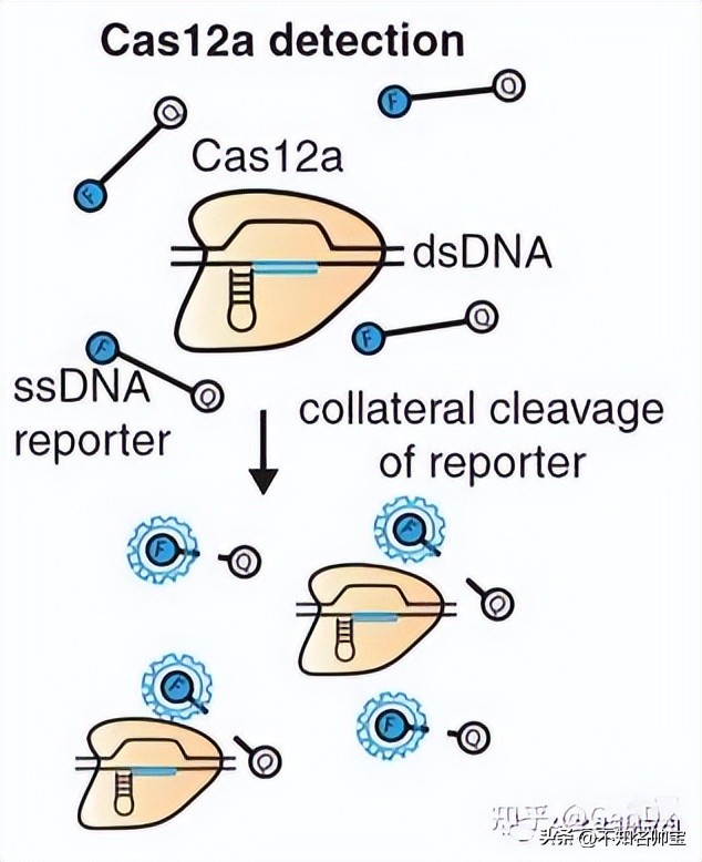 Cas12a2 triggers abortive infection through RNA-triggered dsDNA ...