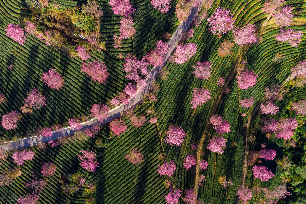 Beyond the seasons!This treasure route in Northwest Yunnan, you can ...