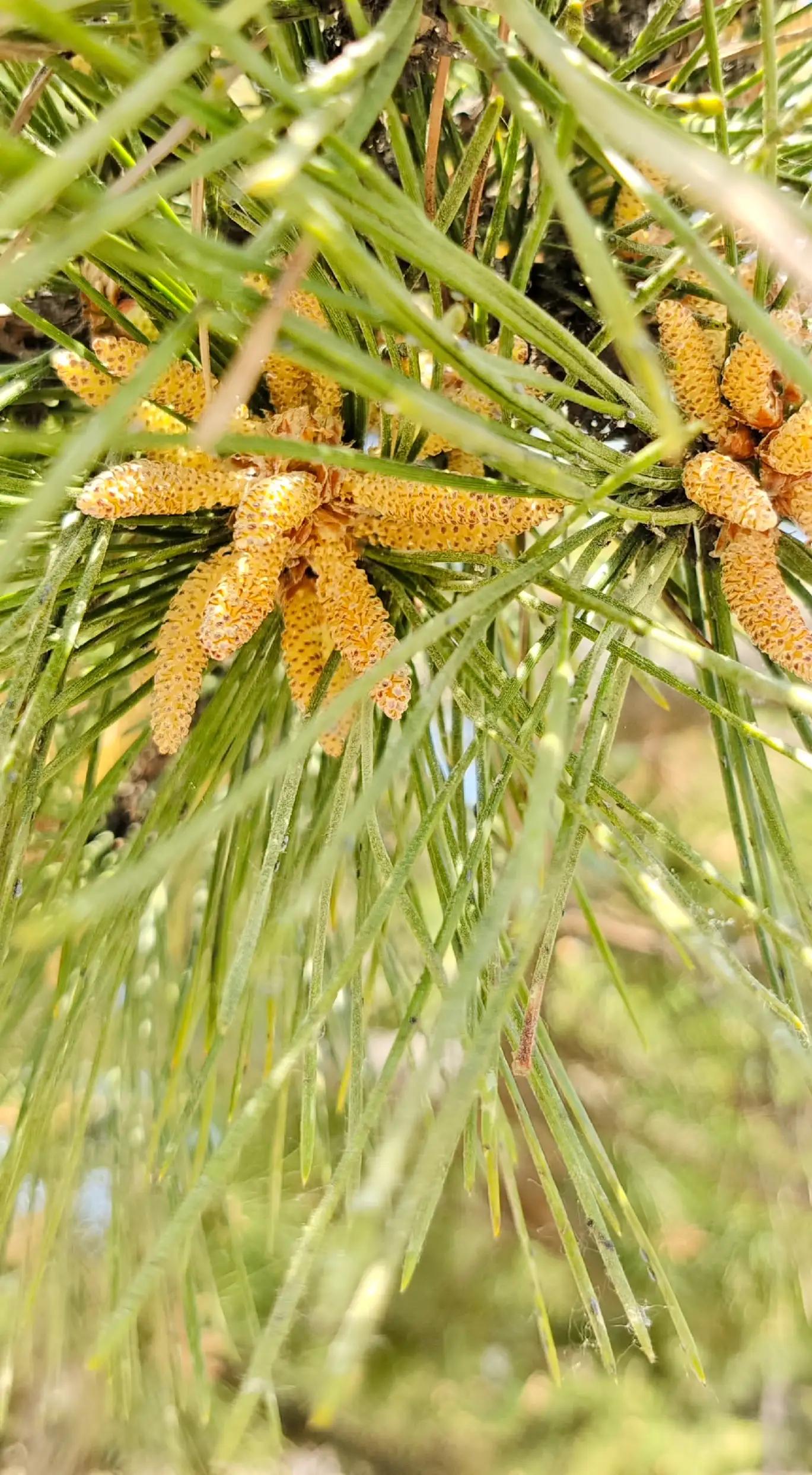 It's the time when the pine blossoms are blooming again - iMedia