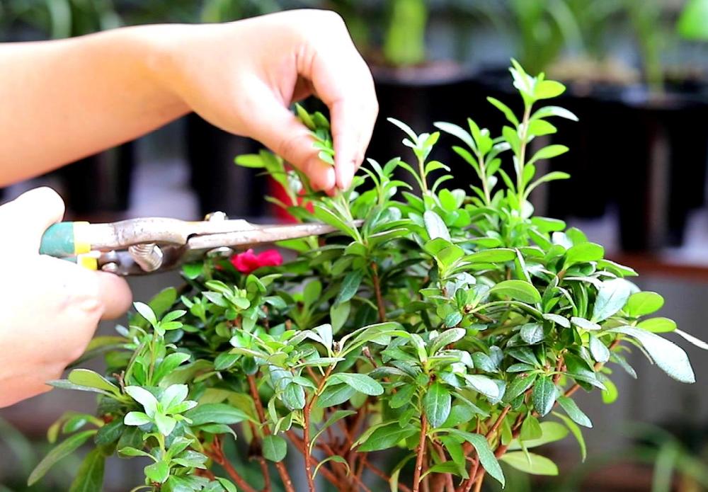 What do rhododendrons look like? - iMedia