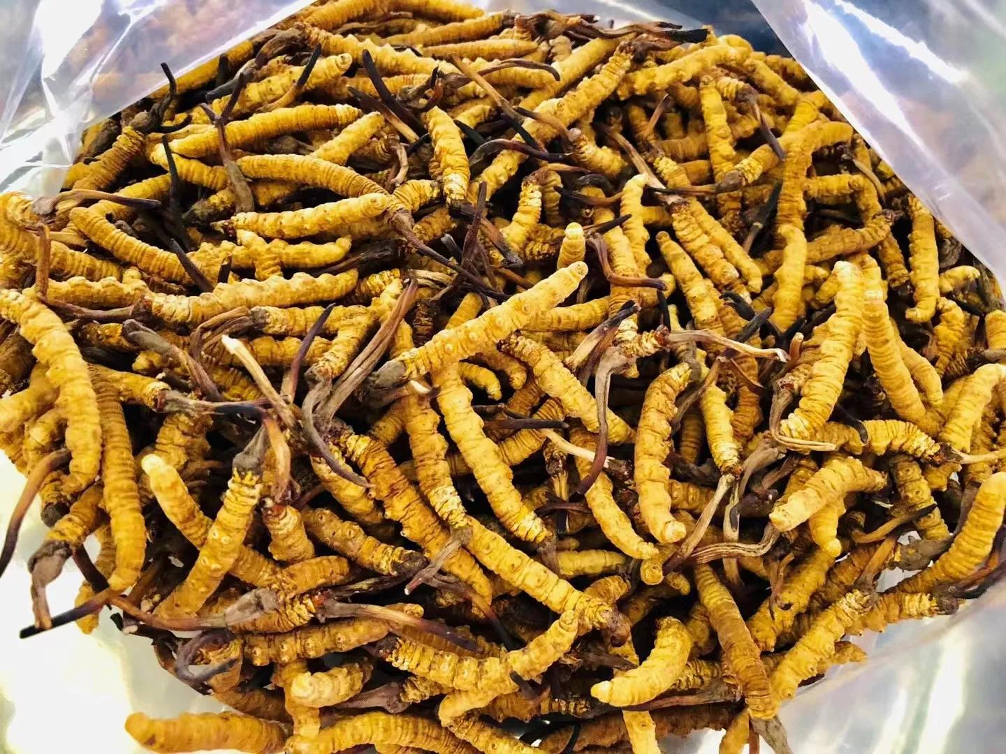 Count the emperors who have legends with Cordyceps sinensis - iMedia