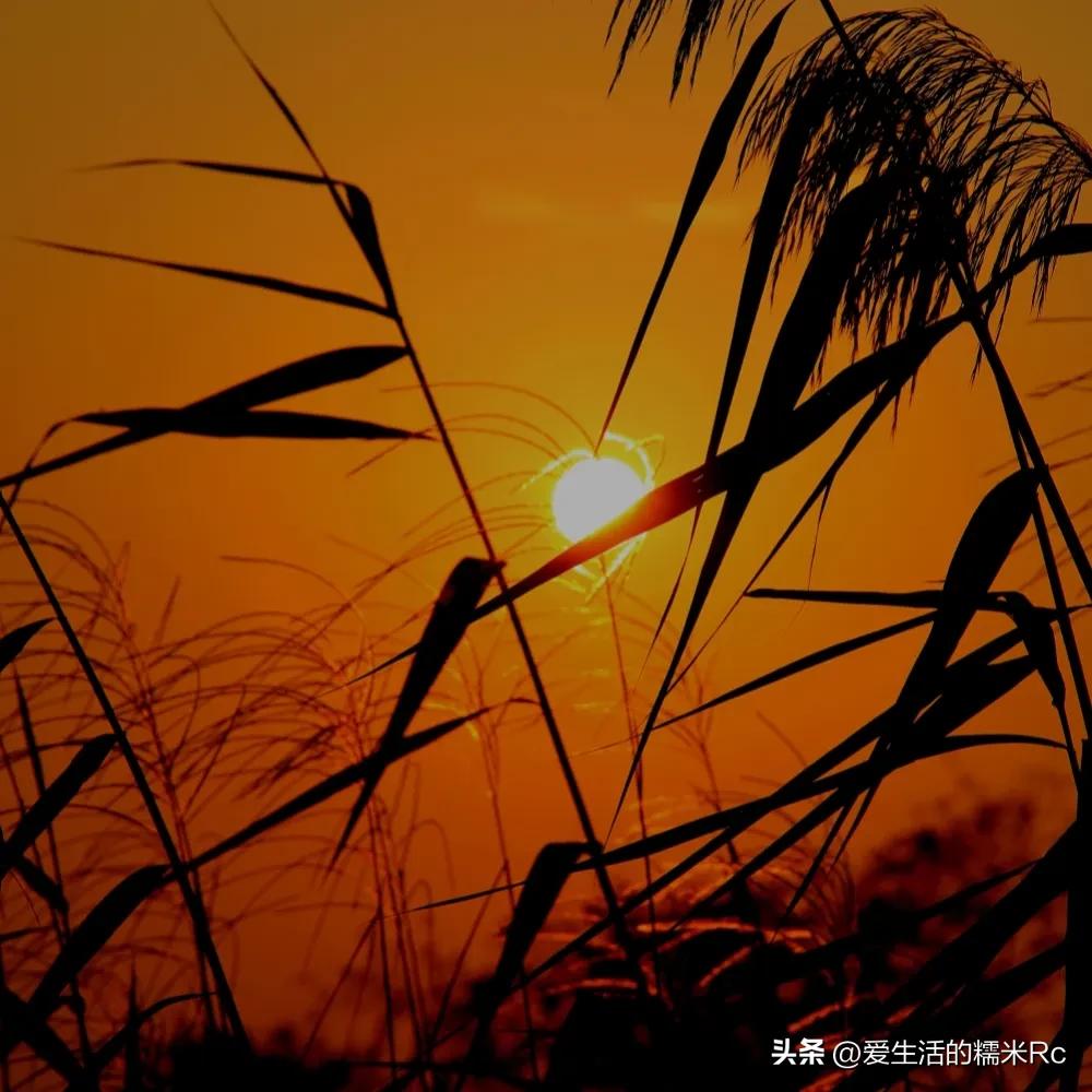 How could he bear himself to swim in it——Wang Lingxia, a down-and-out ...