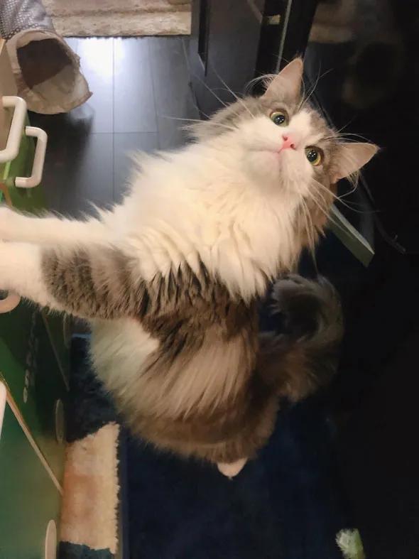 Cats "protect you" will have these 6 behaviors, they are your good ...