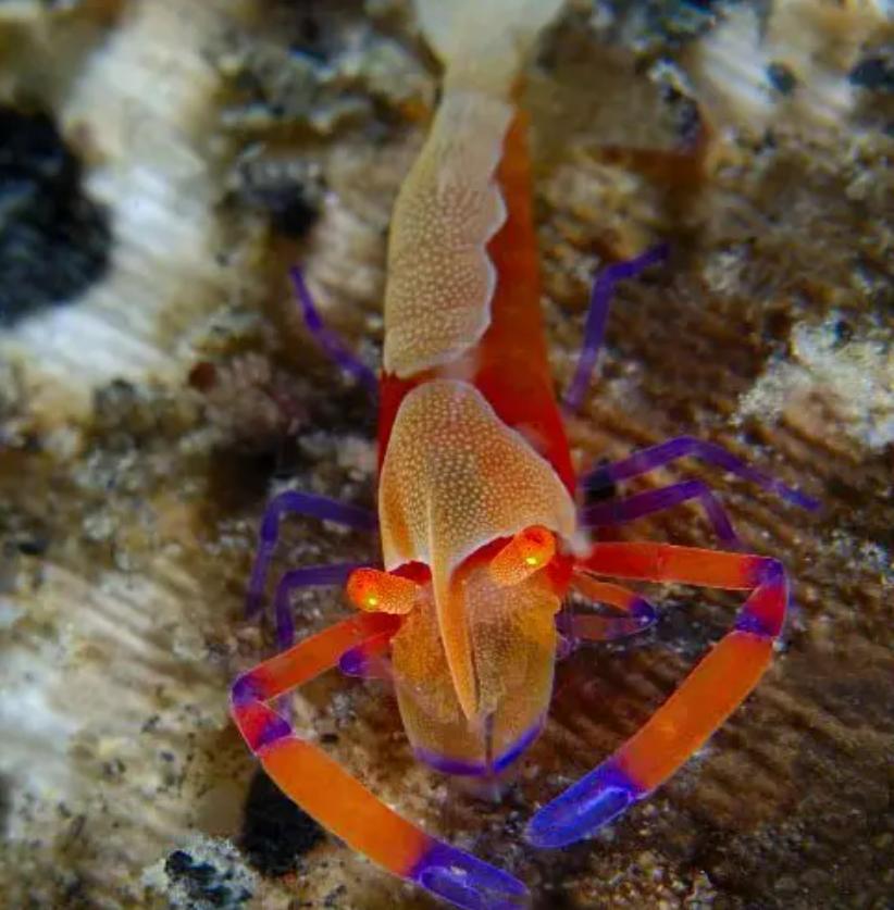 Why are the "eyeless shrimp" living in the crater of 450°C afraid of ...