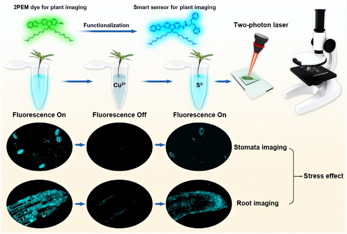 Development of double-oligoethylene glycol-functionalized fluorescent ...