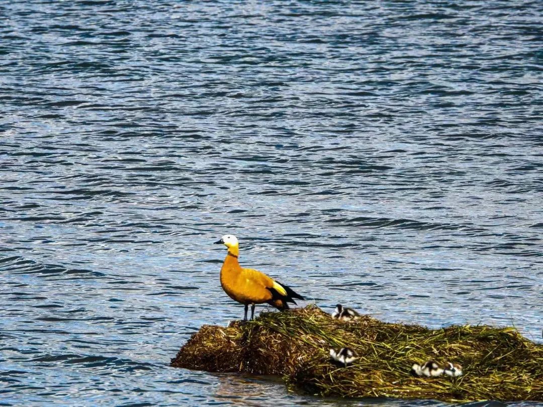 Yunyou Plateau | Polar Creatures - iMedia