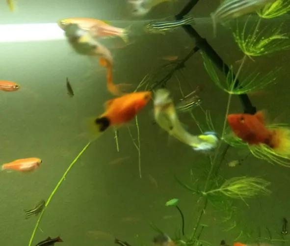 About the polyculture of several small fish - iNEWS