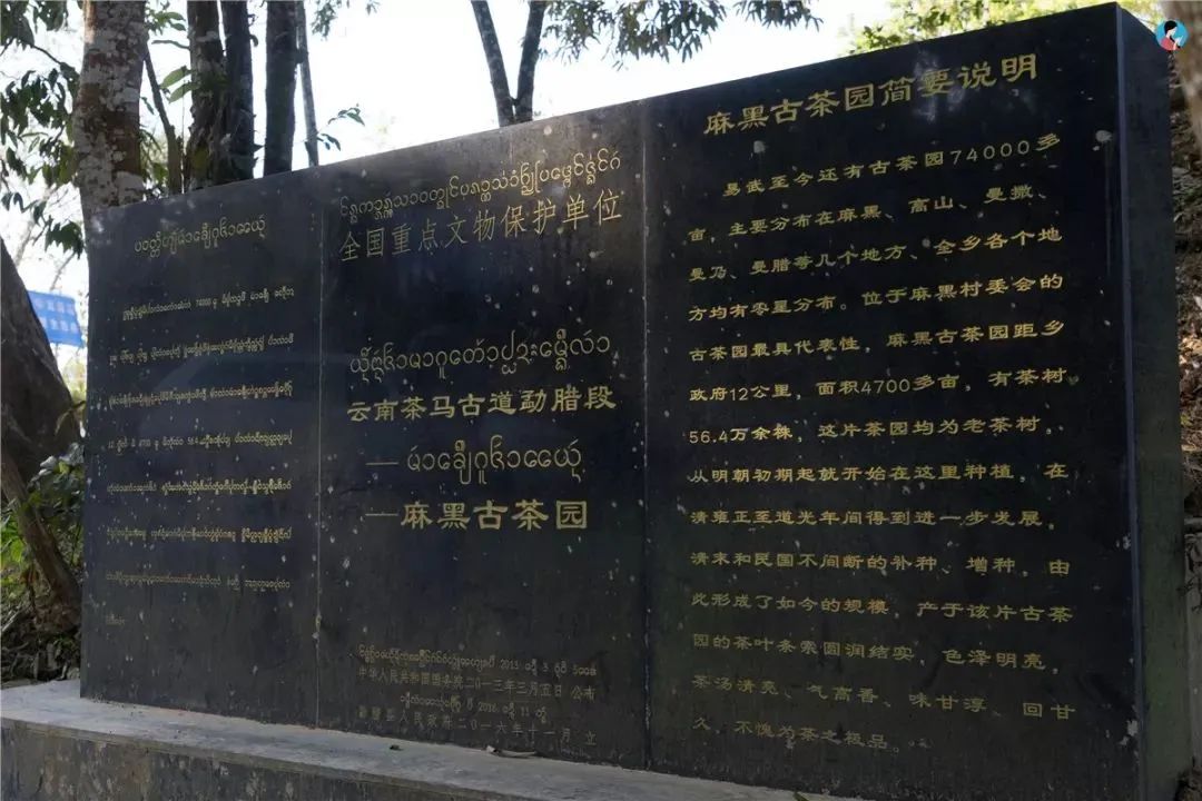 The Model of Yiwu Tribute Tea - Ma Hei - iNEWS