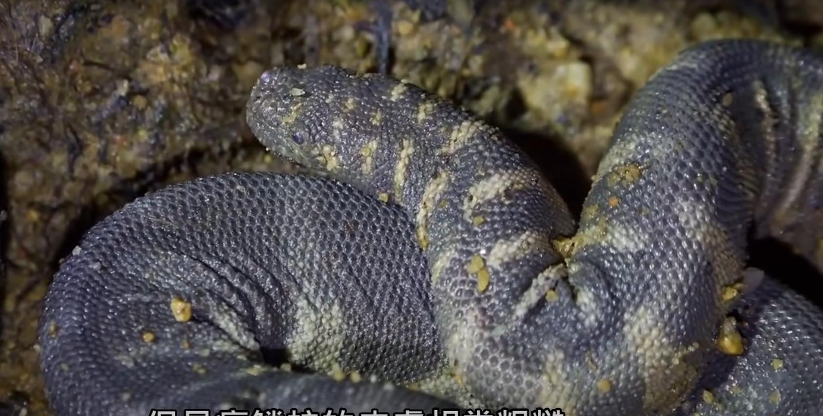 New species discovered in Thailand!The surprising truth about the ...