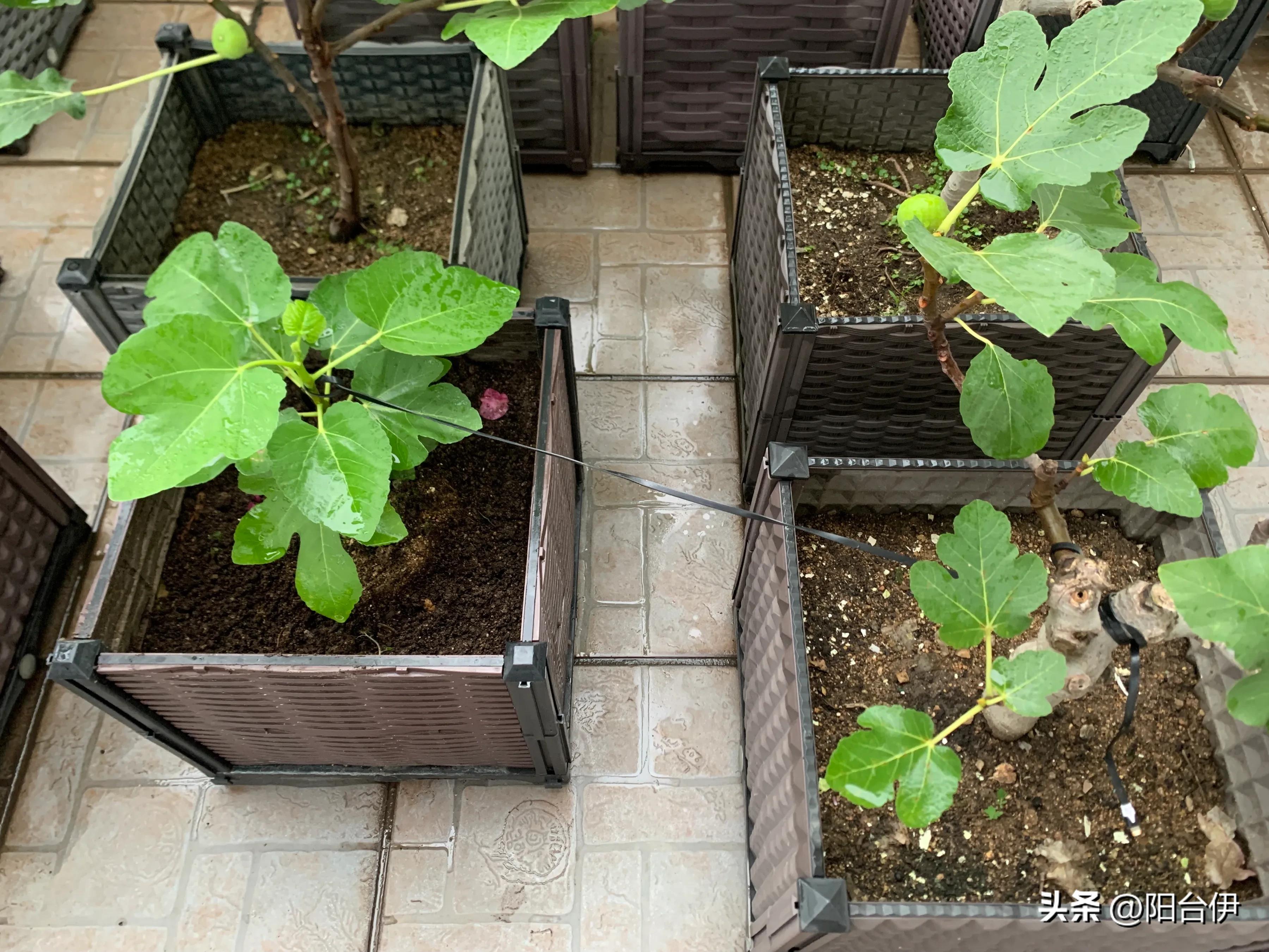 Transplanted a fig seedling - iMedia